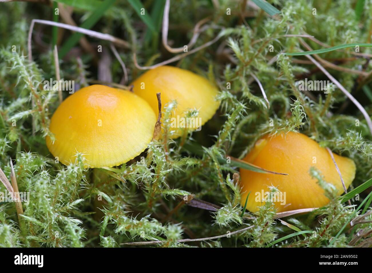 Hygrocybe ceracea, known as butter waxcap or wax cap, wild mushroom ...