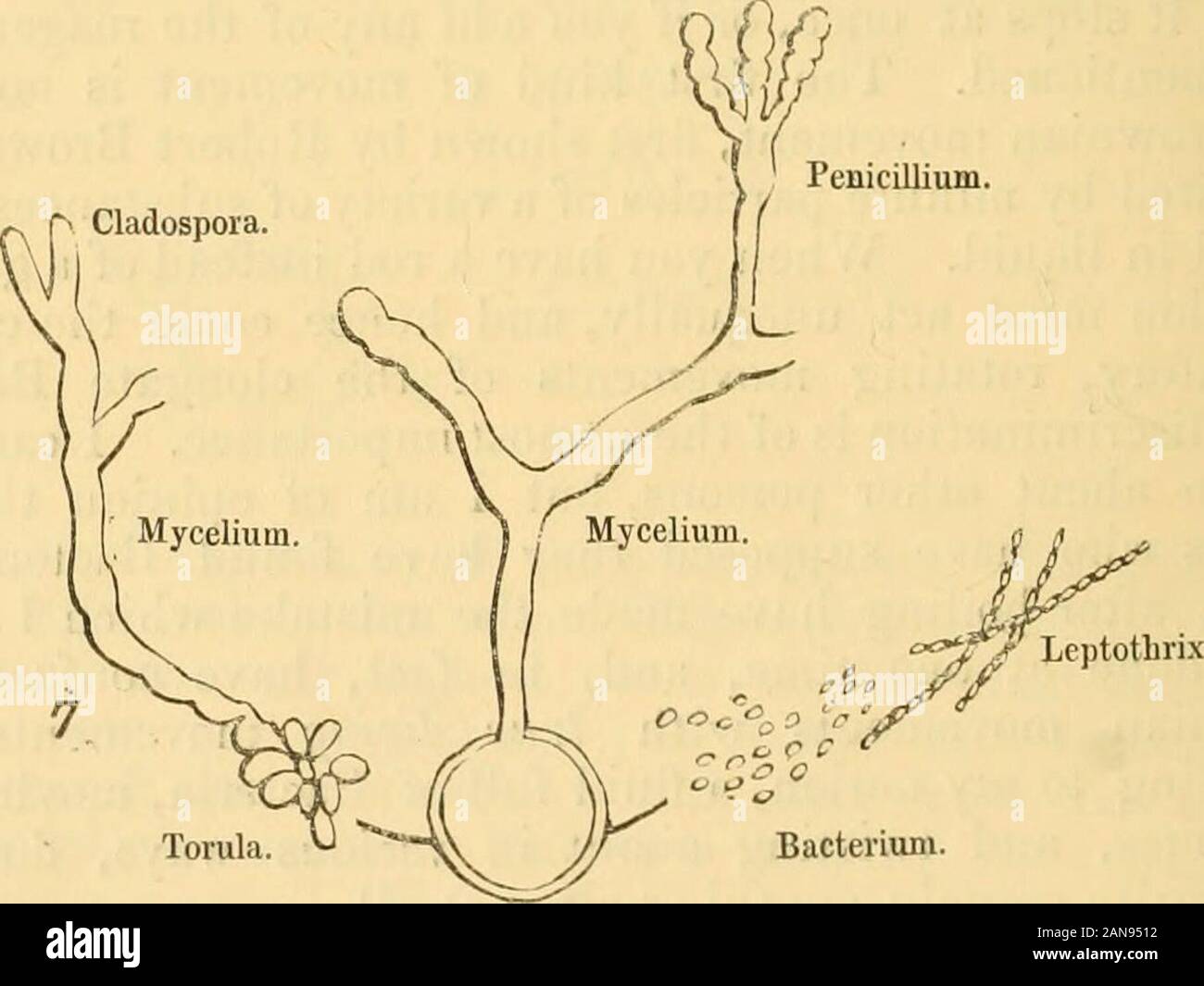 Quarterly journal of microscopical science . utCohn showed years ago ...