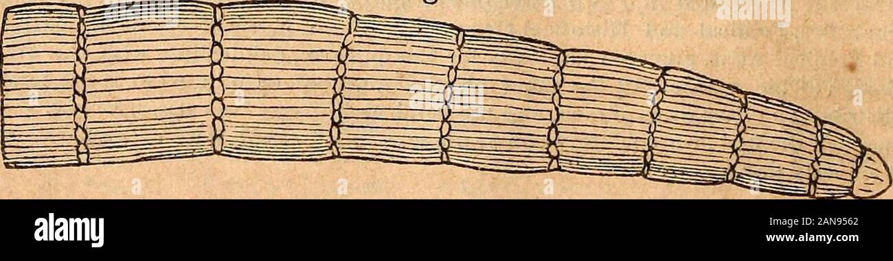 Sigillaria hi-res stock photography and images - Alamy