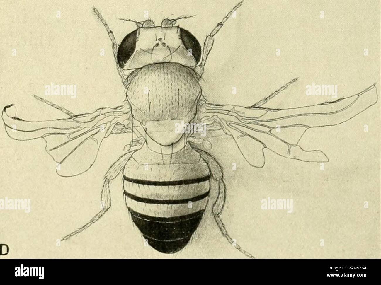 The Journal of experimental zoology . Fig. 2. A, Normal insect. B ...