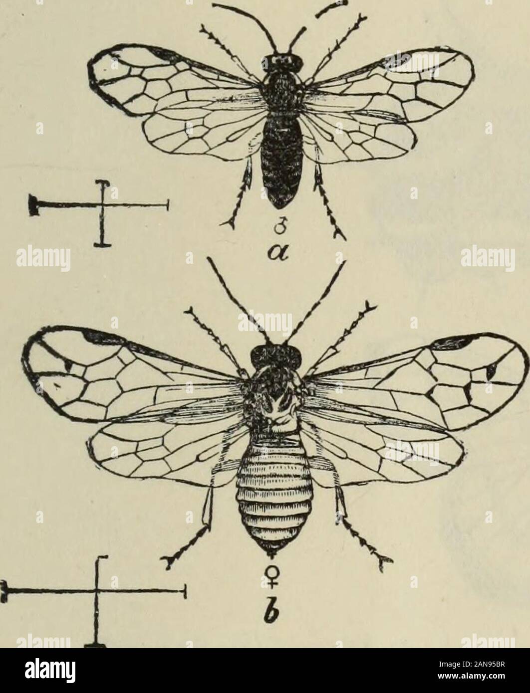 Peach borer hi-res stock photography and images - Alamy