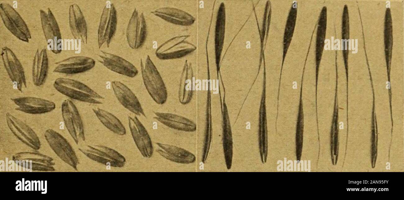 The Mark Lane express, agricultural journal &c . Rye Seeded Brome ...