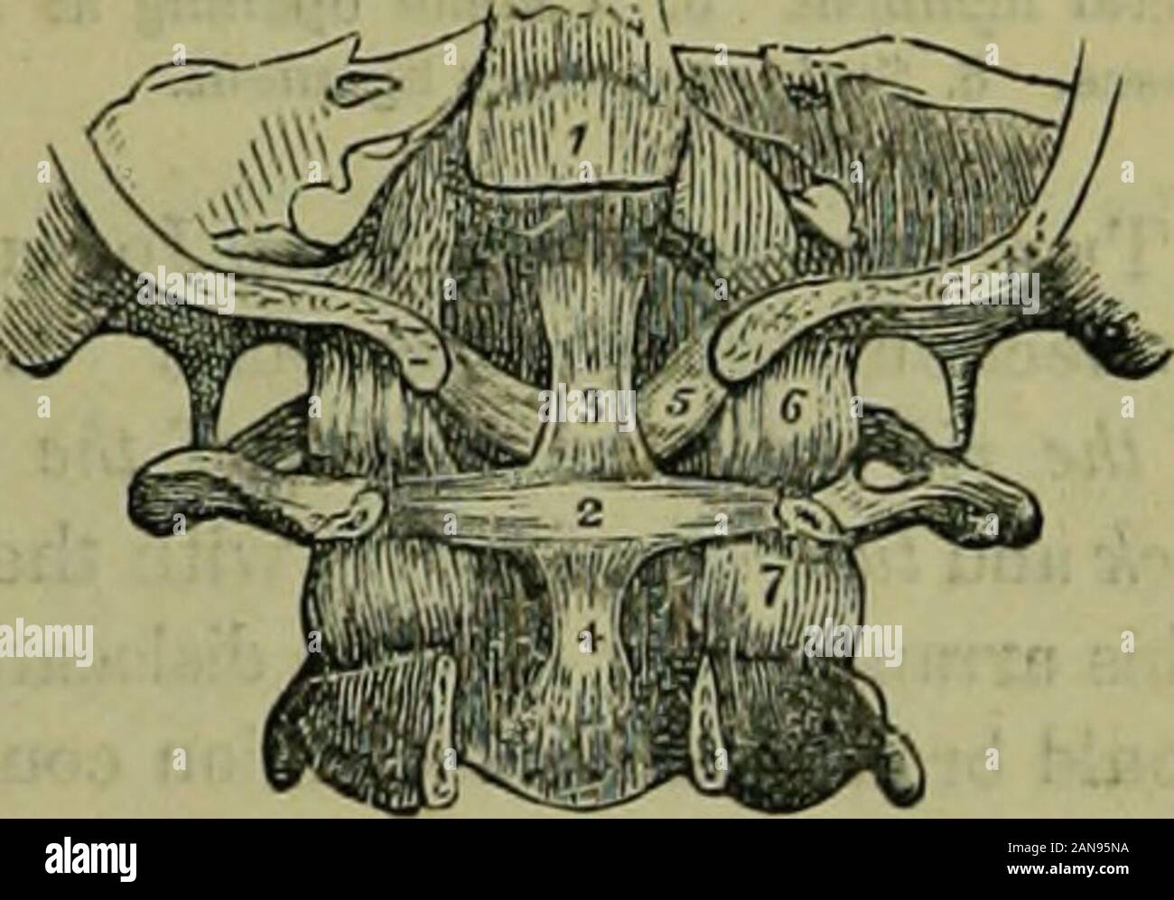 Odontoid process hi-res stock photography and images - Alamy