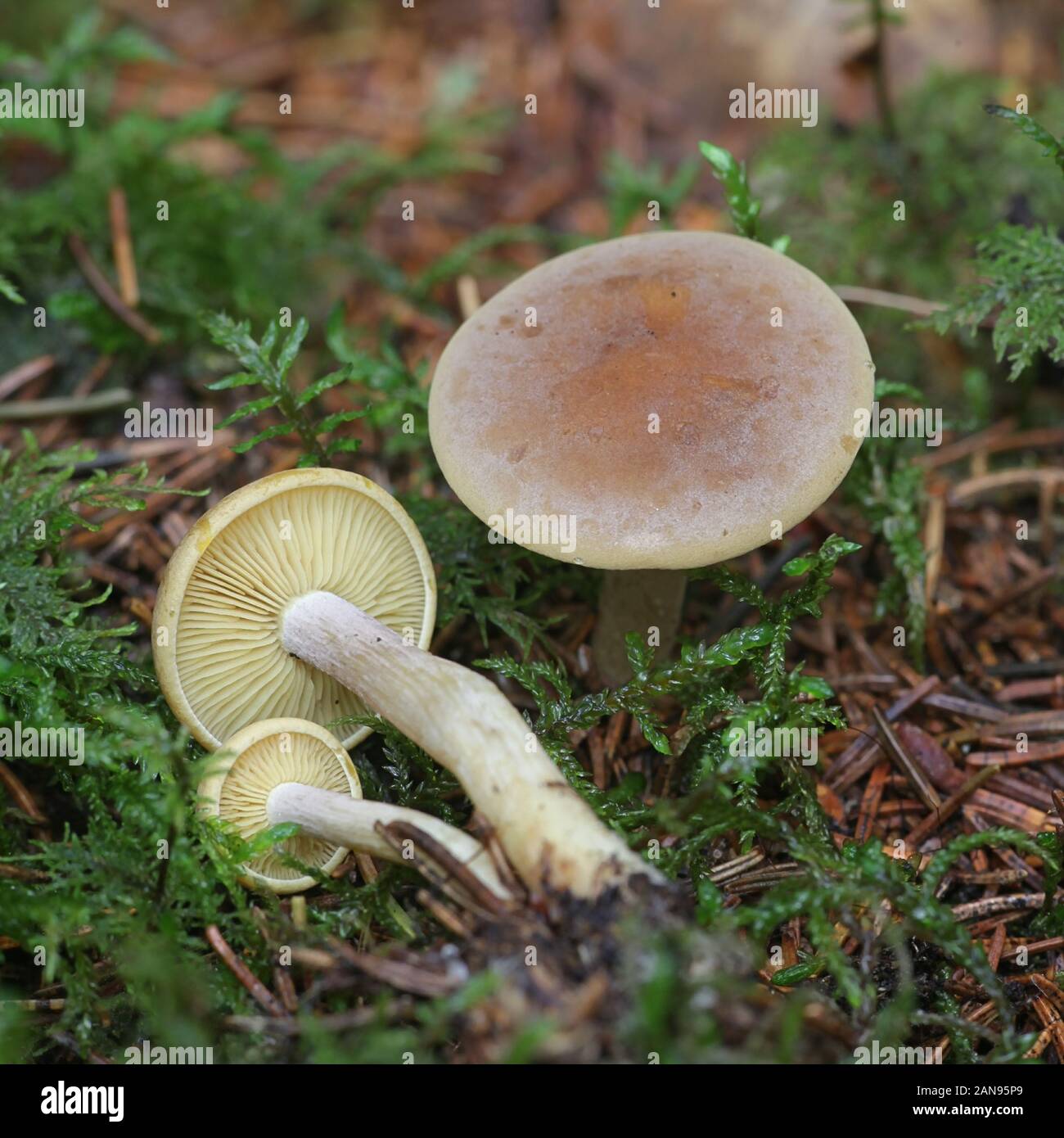 Rugosomyces onychinus, known as lilac domecap, wild mushroom from ...