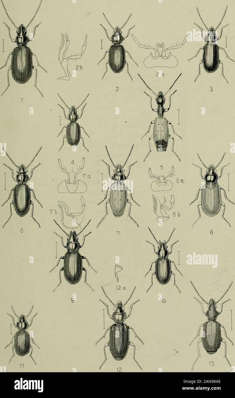 The Coleoptera of the British islandsA descriptive account of the ...