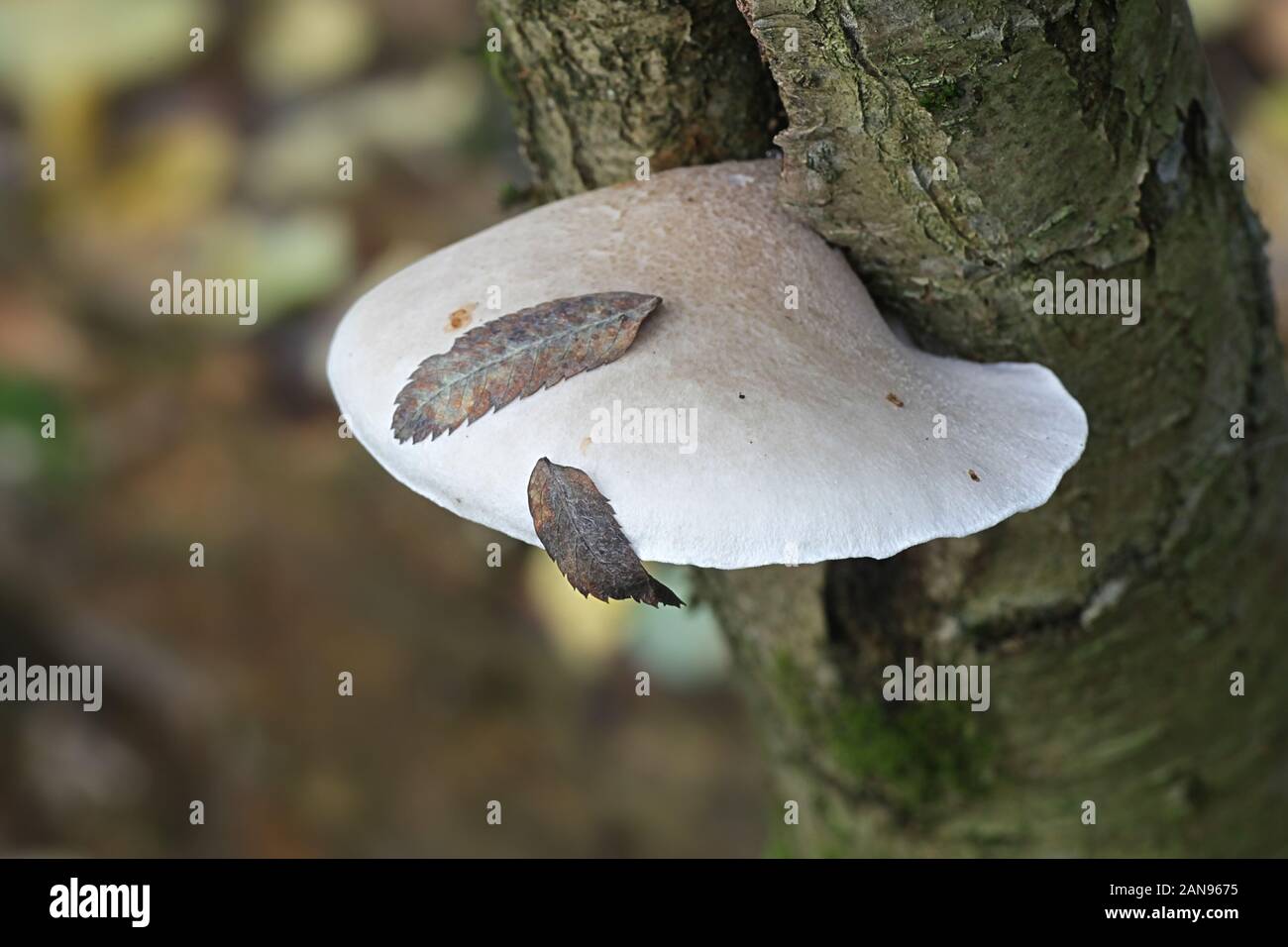 Pleurotus Dryinus, known as The Veiled Oyster Mushroom, wild fungus ...