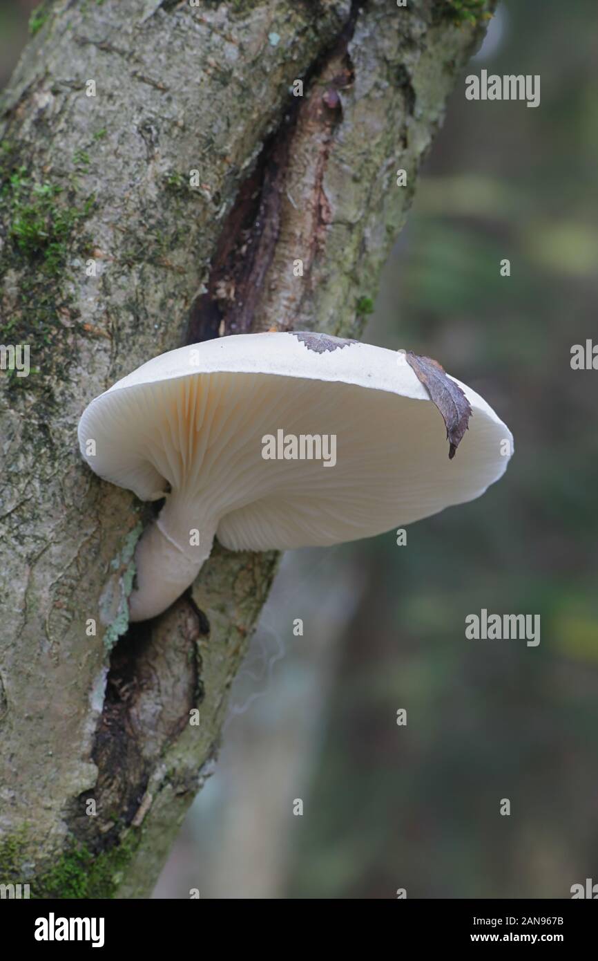Pleurotus Dryinus, known as The Veiled Oyster Mushroom, wild fungus ...