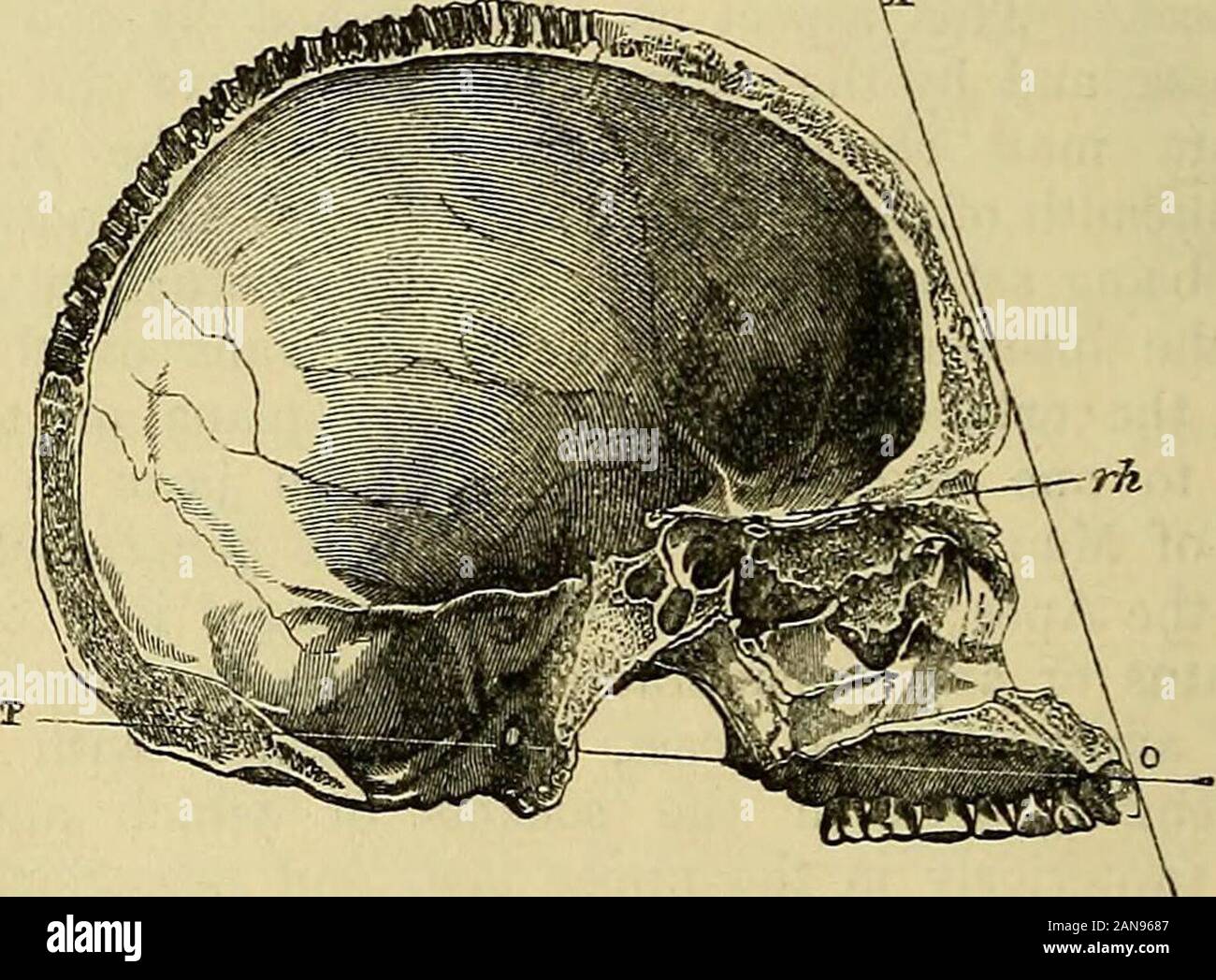 Adult dentition skull hi-res stock photography and images - Alamy
