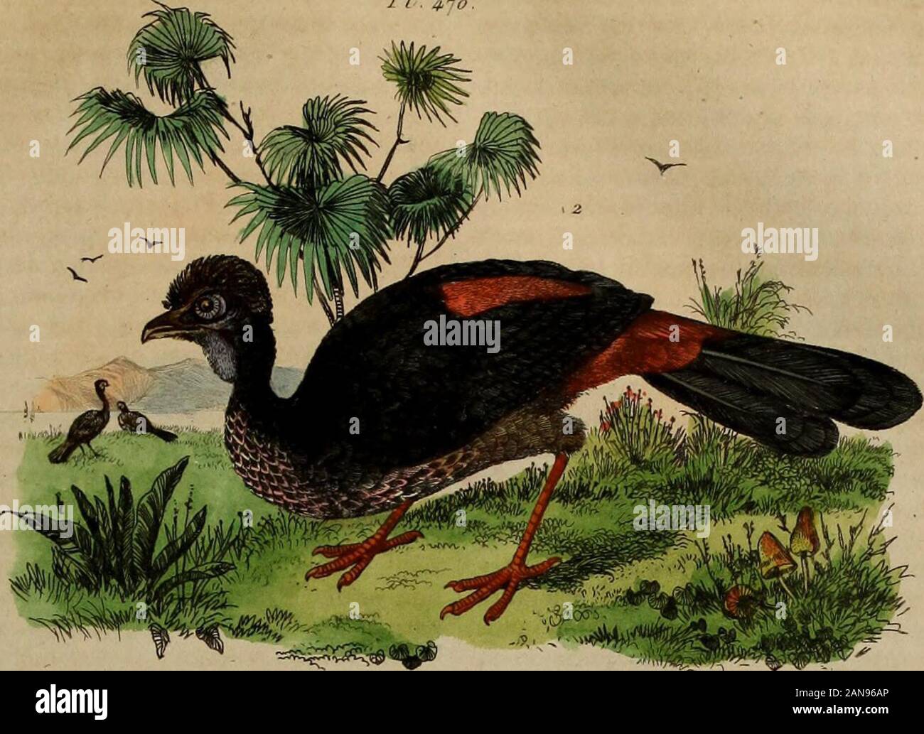 Remiges noires hi-res stock photography and images - Alamy