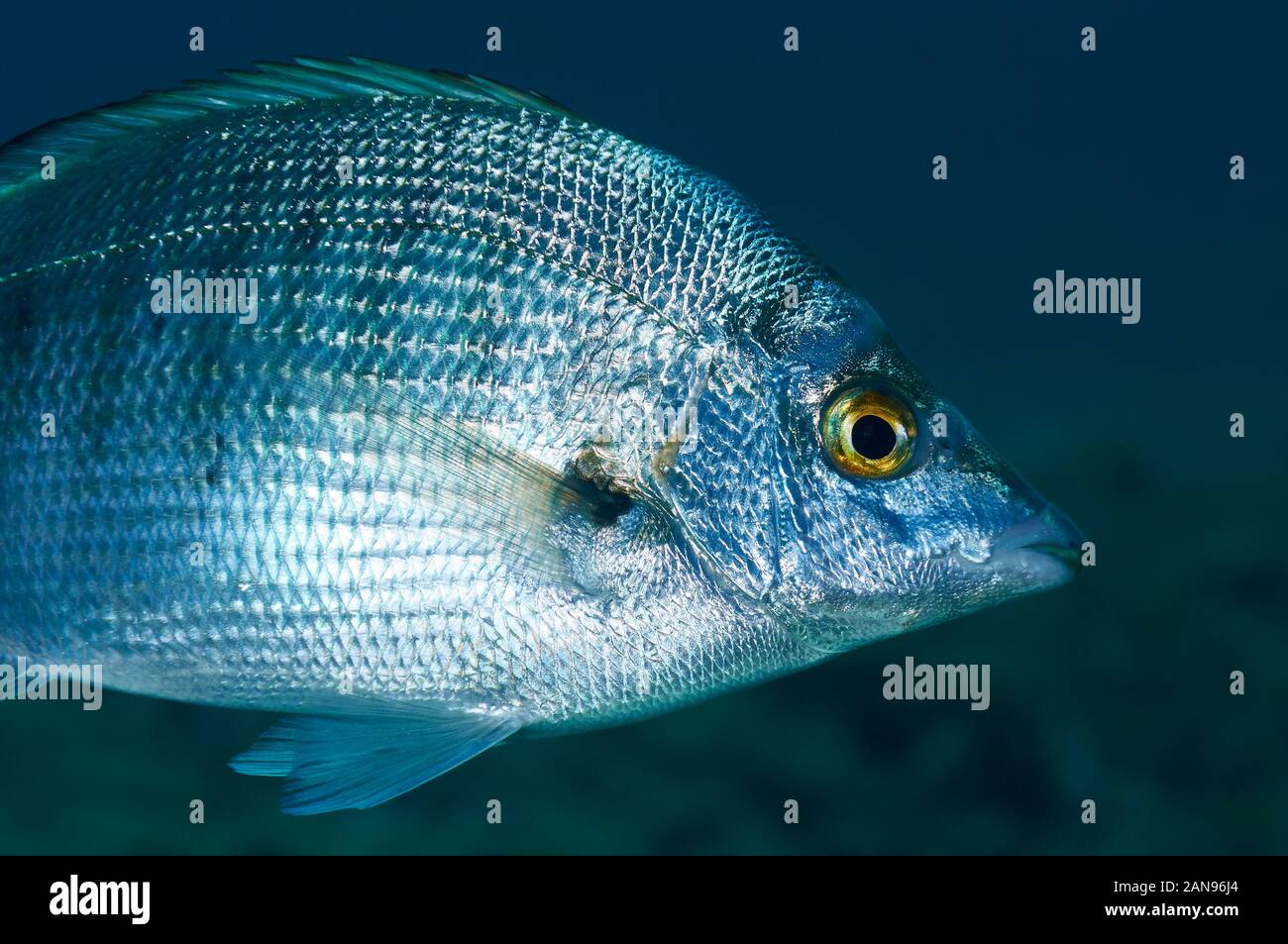 Sheephead bream hi-res stock photography and images - Alamy