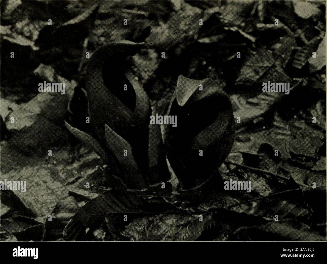 The American annual of photography . 163. Figure 1.SKUNK CABBAGE ...