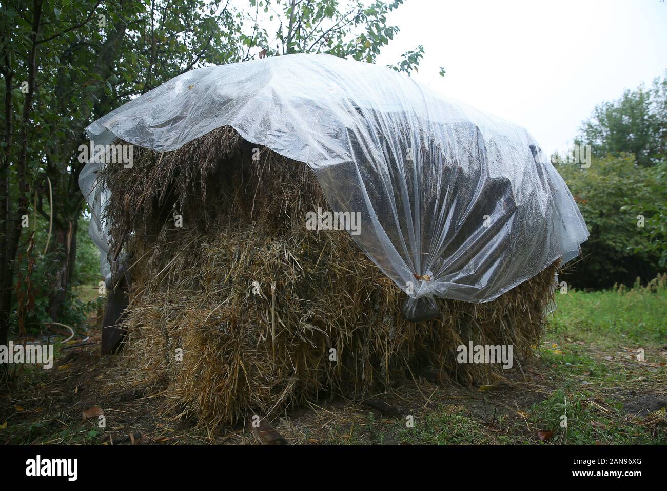 Stack of Rice . A pile of hay among the green grass. a large haystack ...
