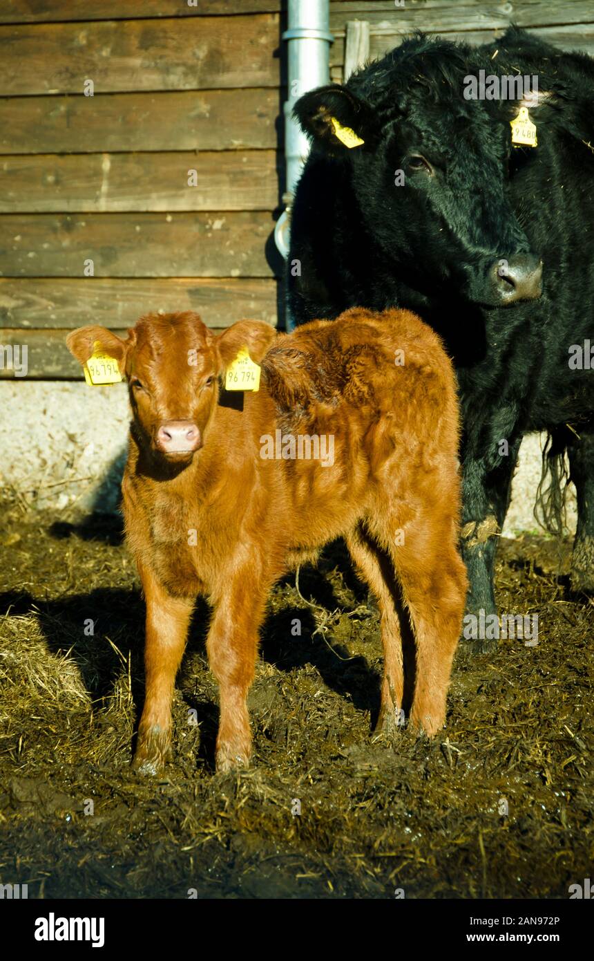 Some newborn, young calves in a cowshed Stock Photo - Alamy