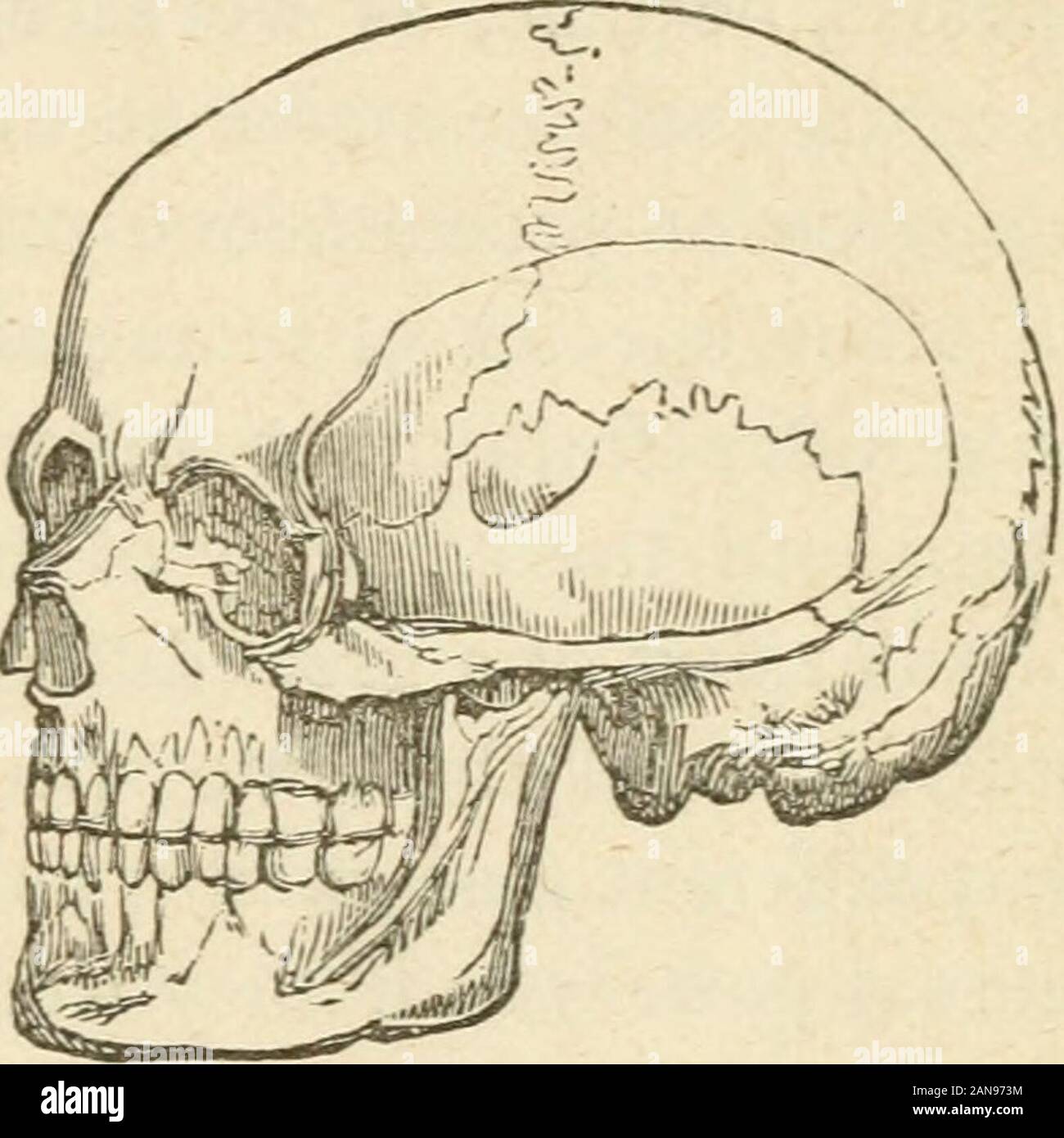 Pig brain science hi-res stock photography and images - Alamy