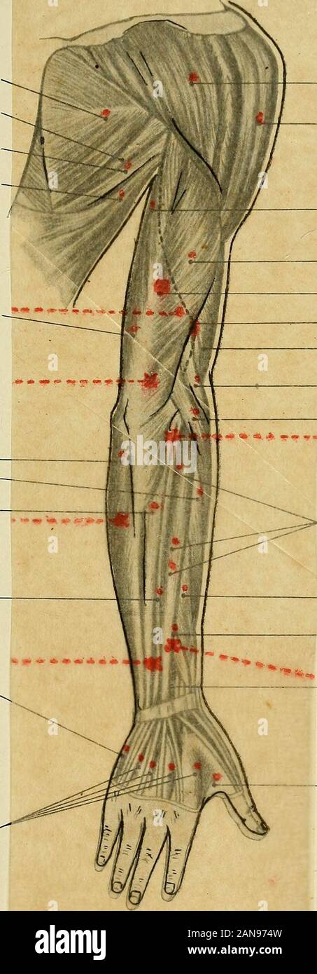 Daumenballen hi-res stock photography and images - Alamy