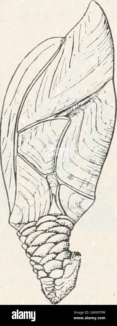 Wer triangular hi-res stock photography and images - Alamy