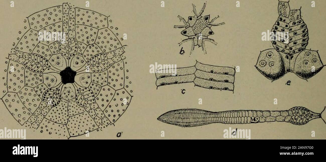 Echinocorys hi-res stock photography and images - Alamy
