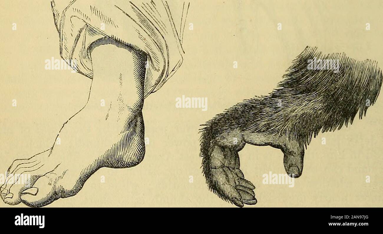 Carpenter's principles of human physiology . those characters which ...