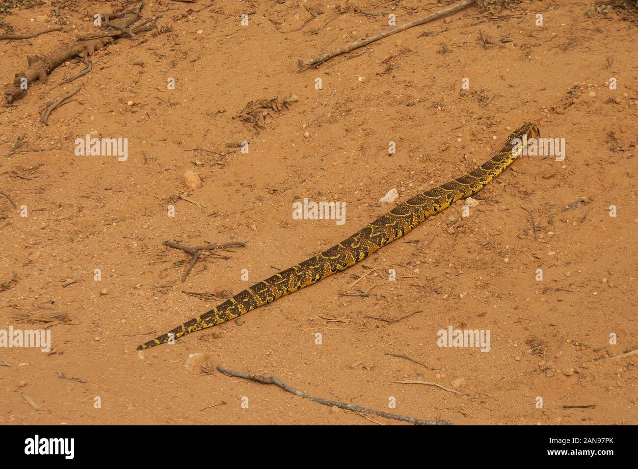 Yellow Puff adder moving on into the bush in South Africa Stock Photo ...