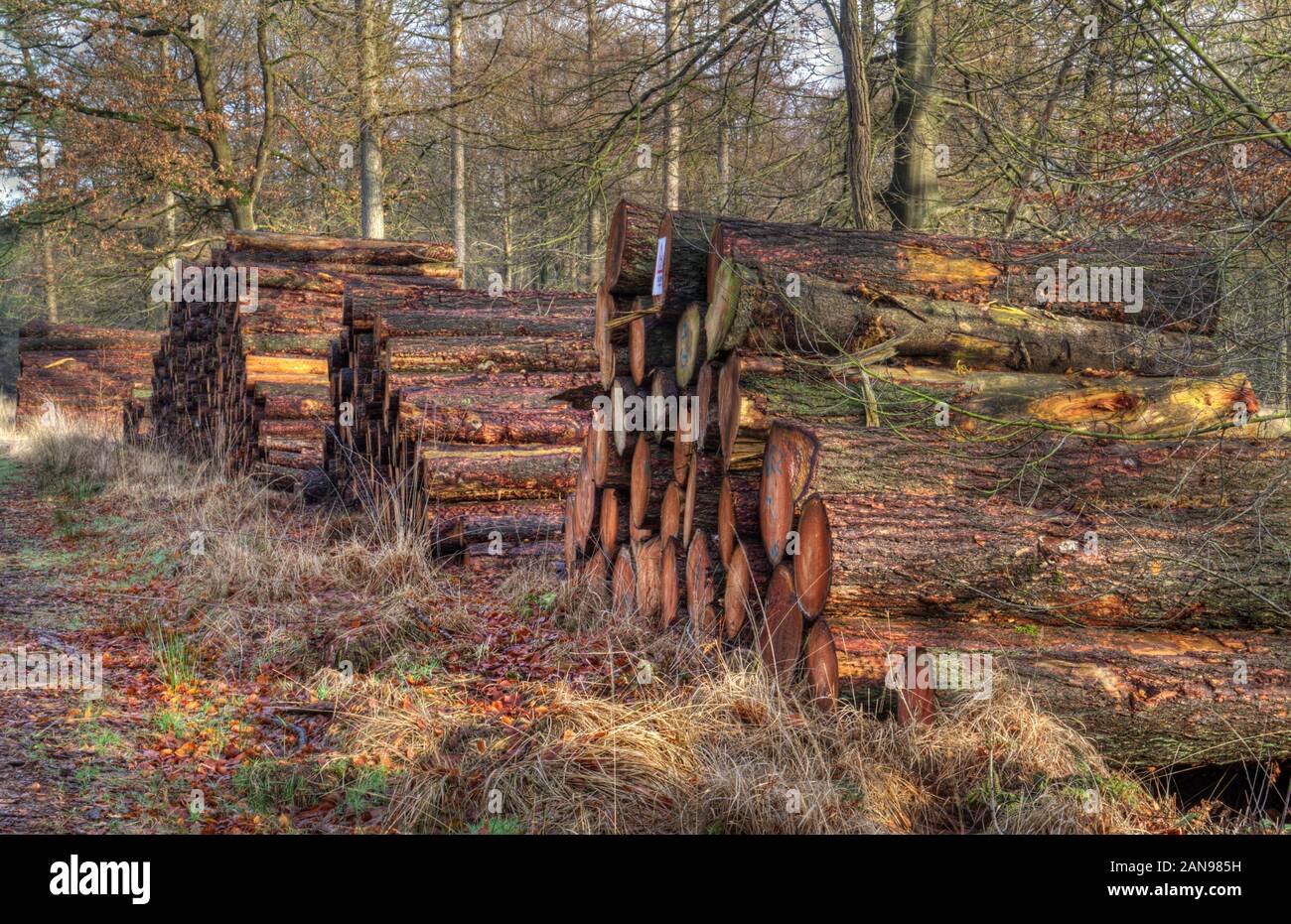 Harvest in forestry: piles of tree stems along a path in the forest ...