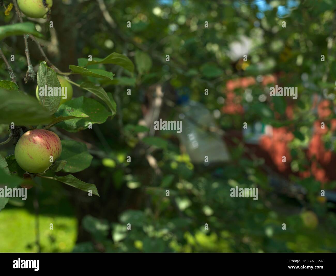 Ripe red apple hanging on a tree, outdoor cropped shot, shallow DOF ...