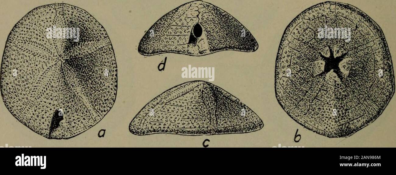 North American index fossils, invertebrates . eriorly, subquadrate ...