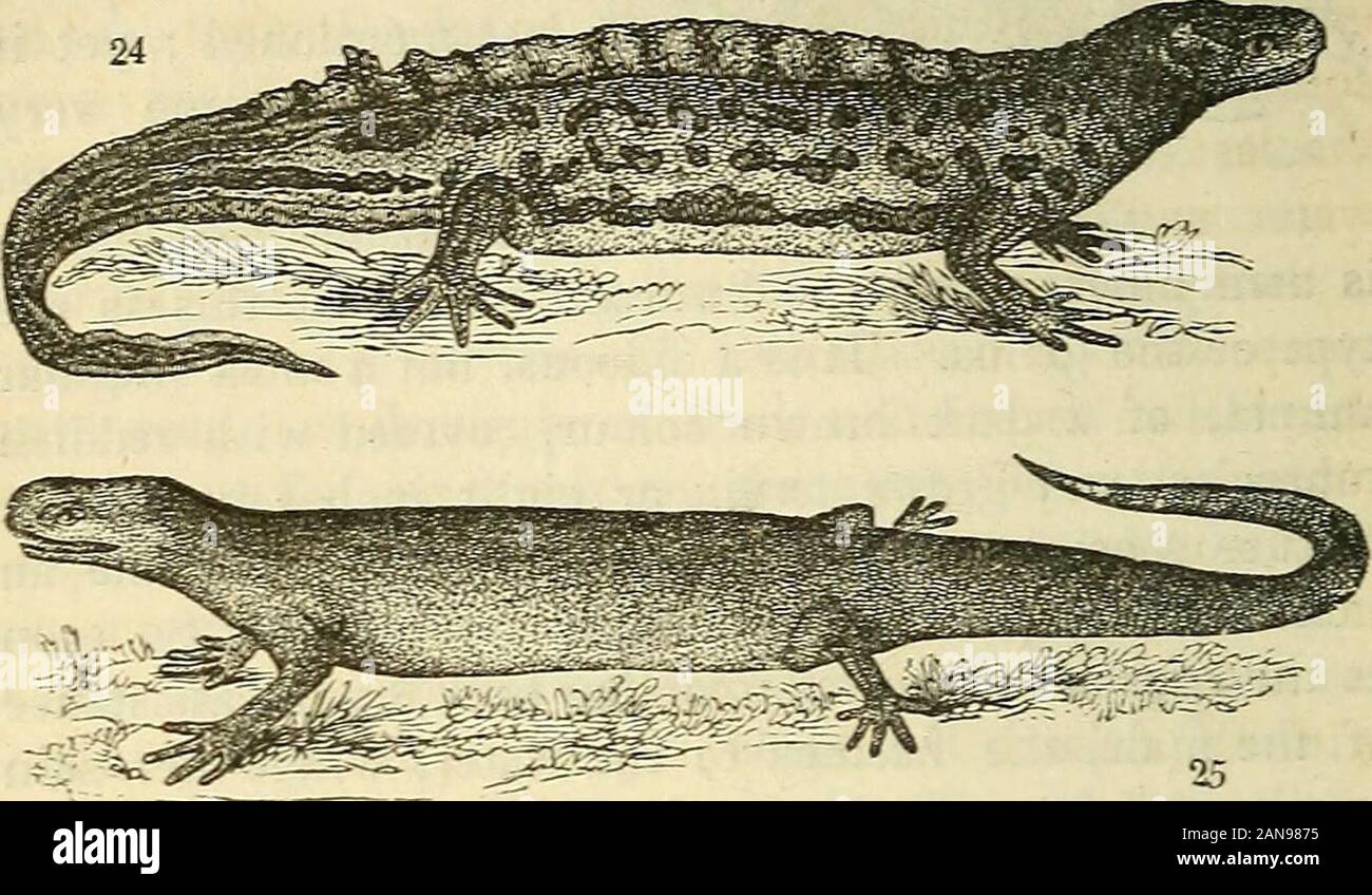 Terrestrial salamanders hi-res stock photography and images - Alamy