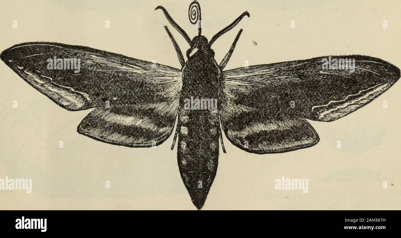 Sphinx drupiferarum hi-res stock photography and images - Alamy