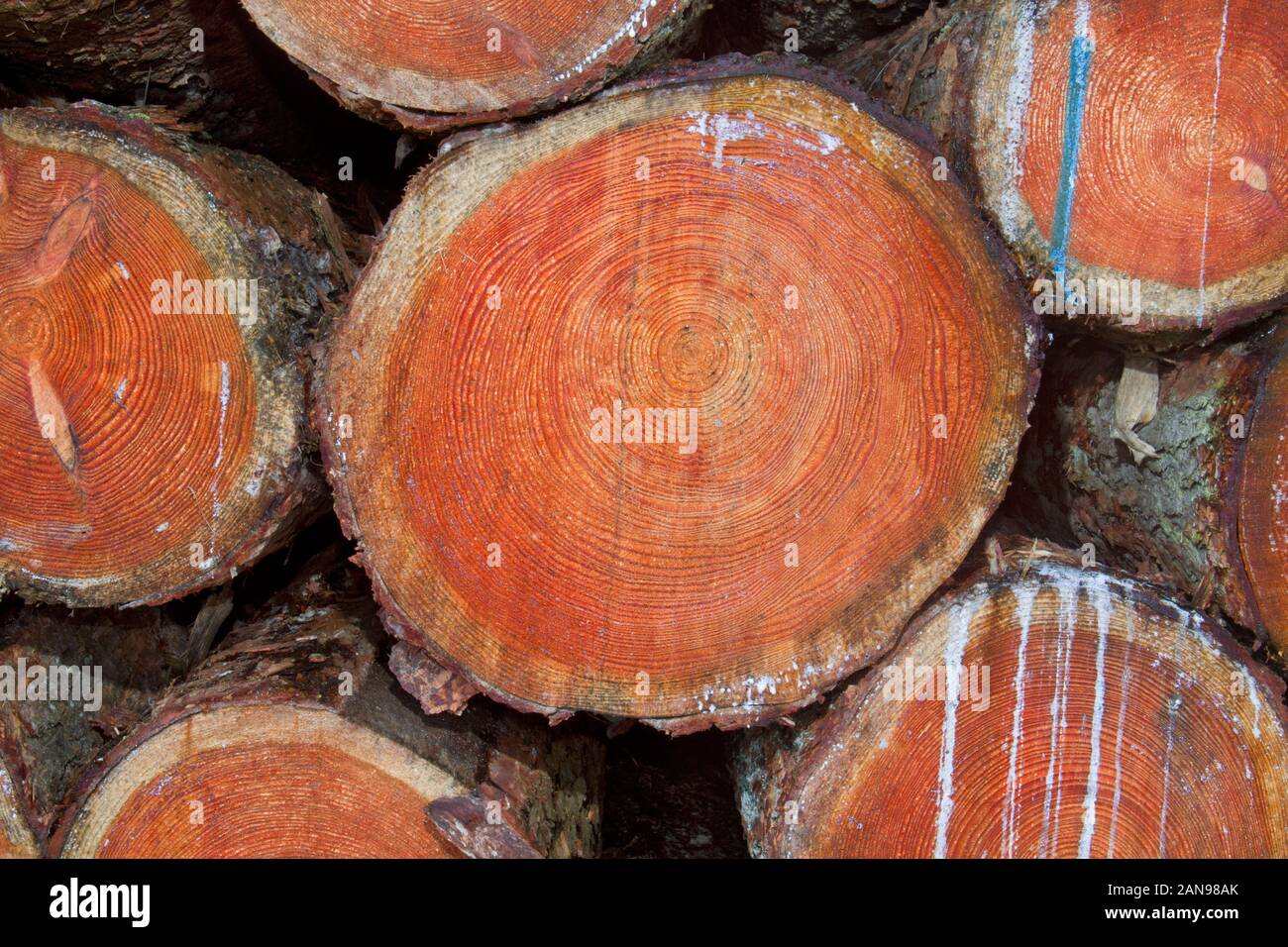 Pile of tree stems in a forest after harvest Stock Photo - Alamy