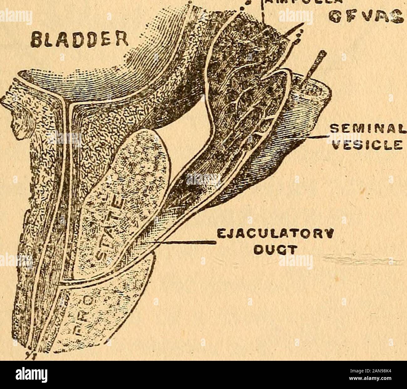 Prepuce hi-res stock photography and images - Alamy