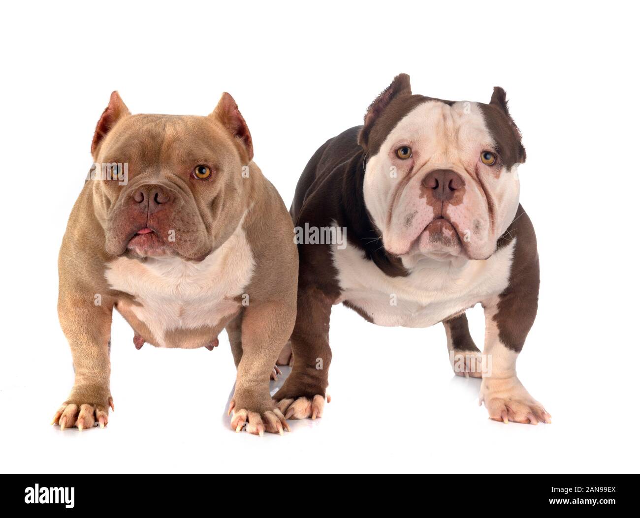 american bullies in front of white background Stock Photo - Alamy