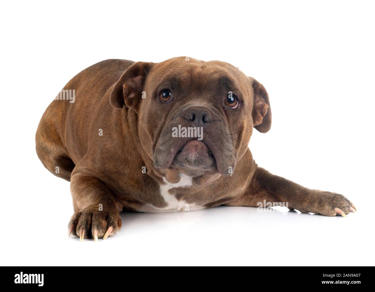 american bully in front of white background Stock Photo - Alamy