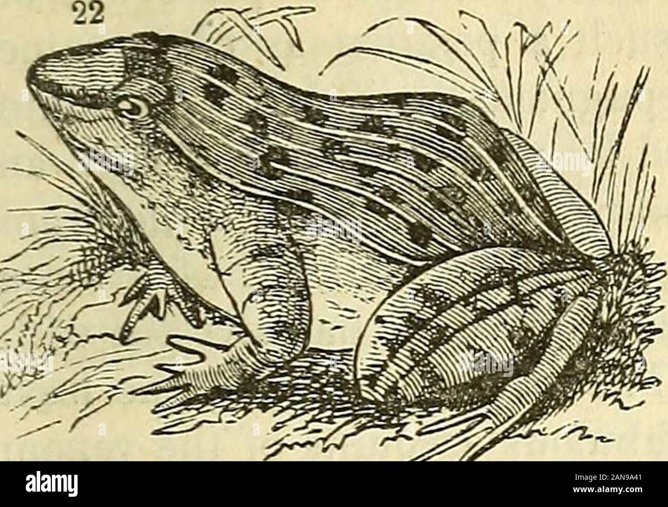 Toad Jumping Drawing