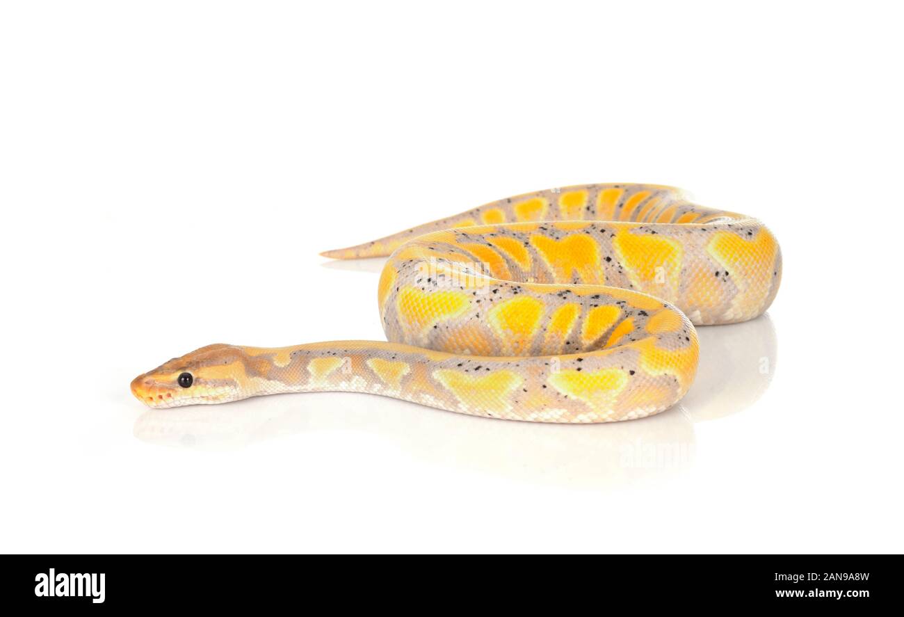 ball python in front of white background Stock Photo - Alamy