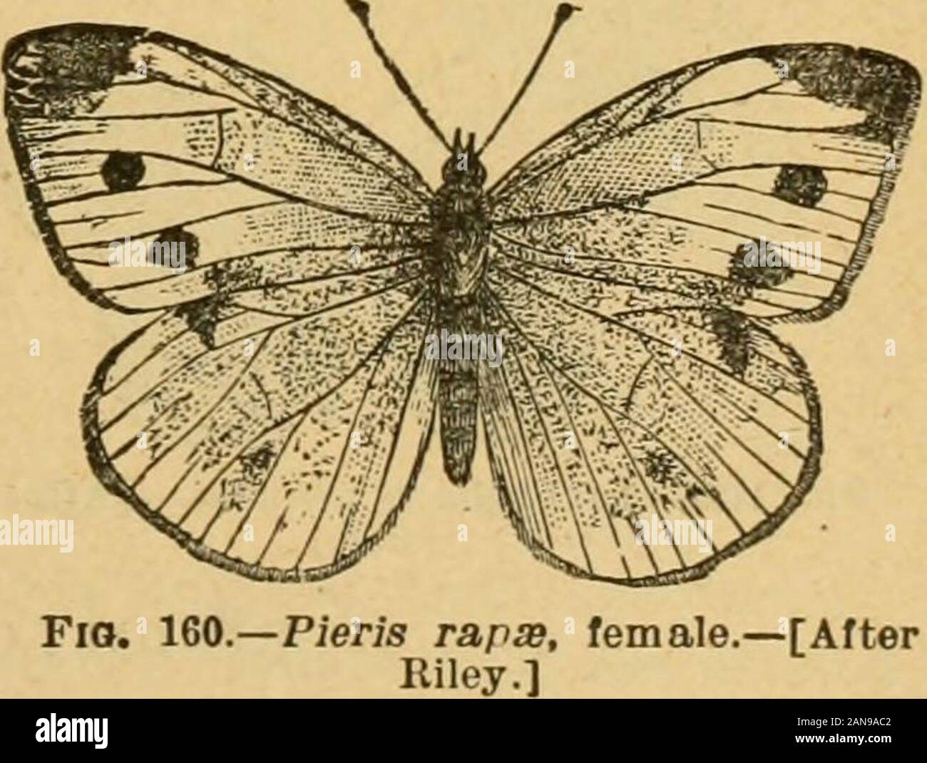 Fighting larva hi-res stock photography and images - Alamy
