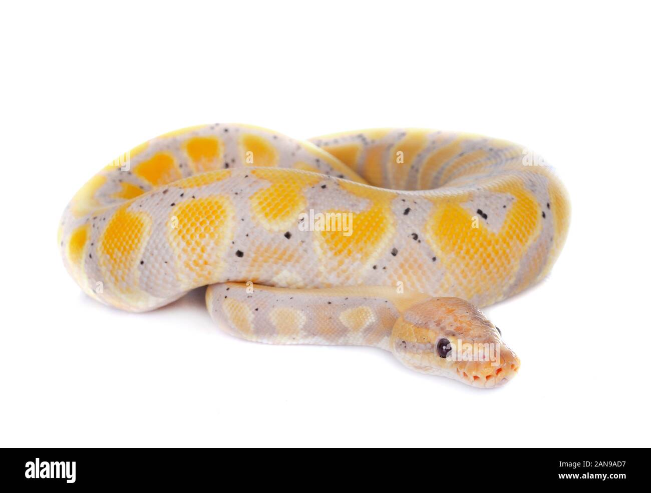 ball python in front of white background Stock Photo - Alamy