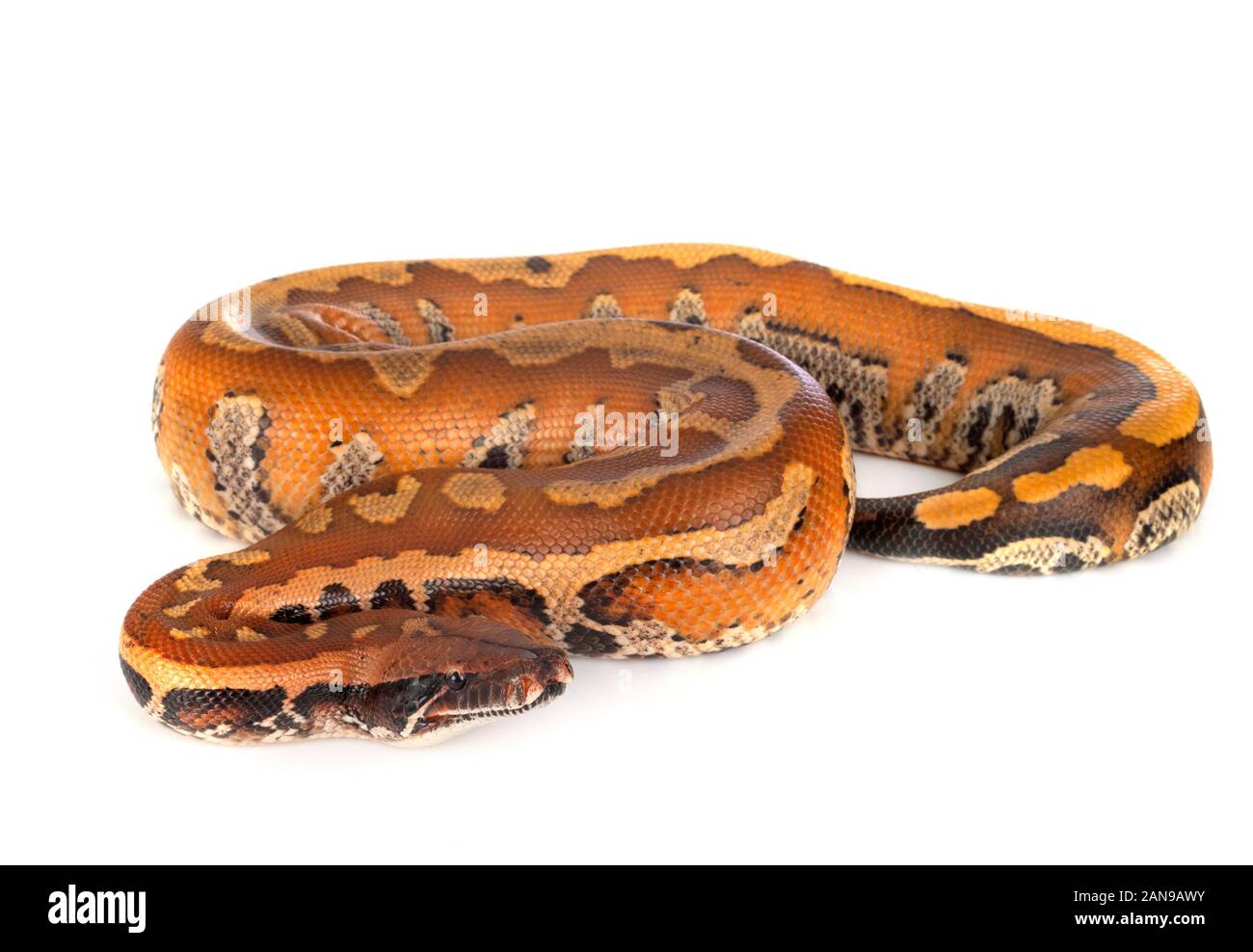 Brongersma hi-res stock photography and images - Alamy
