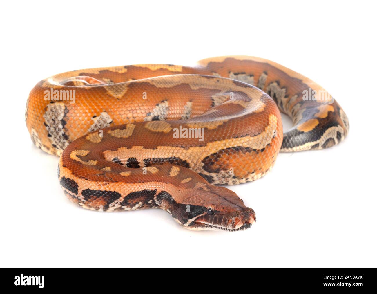 Brongersma hi-res stock photography and images - Alamy