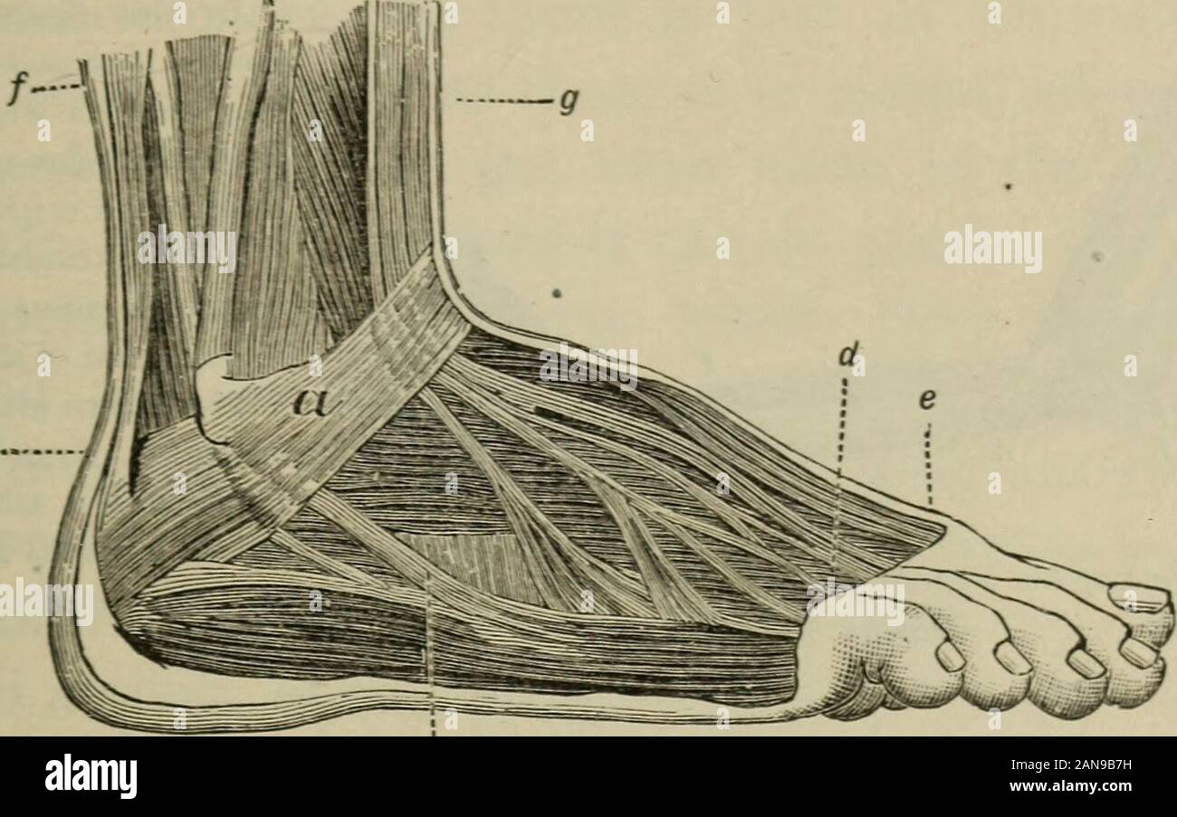 An academic physiology and hygiene .. . are short, thick, and powerful ...