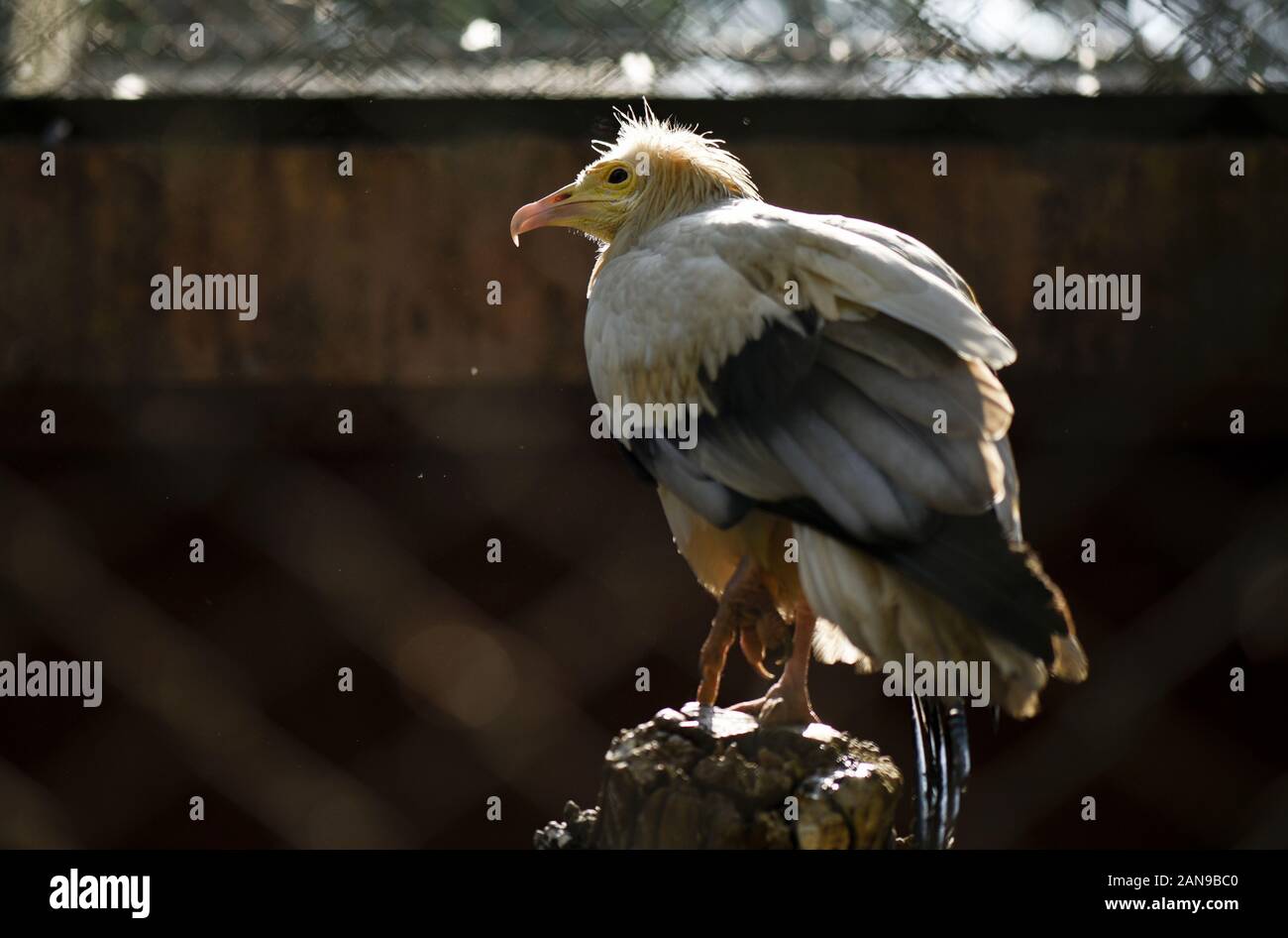 State bird of assam hi-res stock photography and images - Alamy