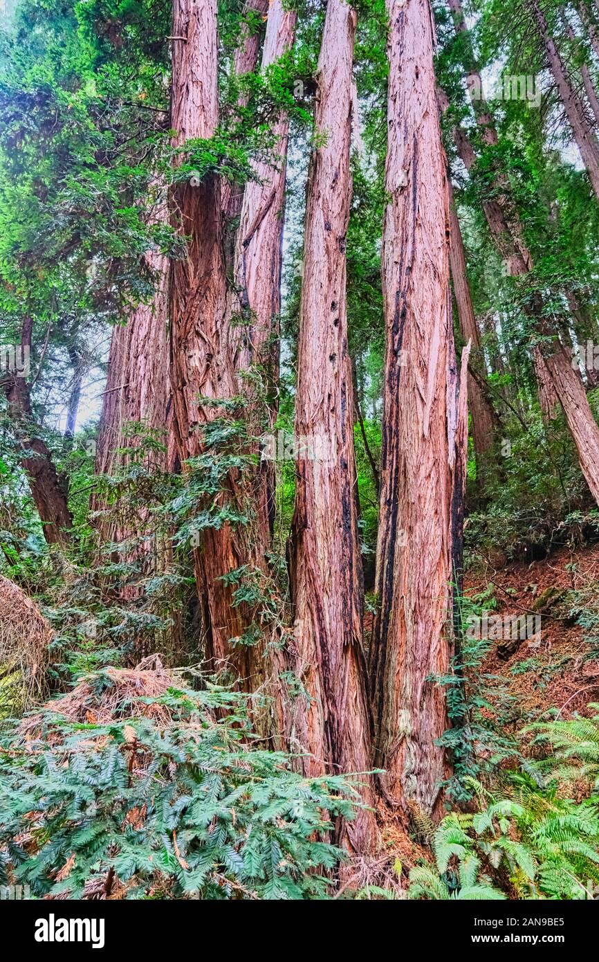 Grove of Redwood Trees Stock Photo - Alamy