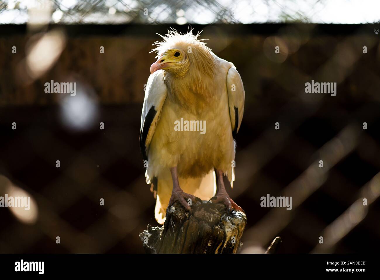 State bird of assam hi-res stock photography and images - Alamy
