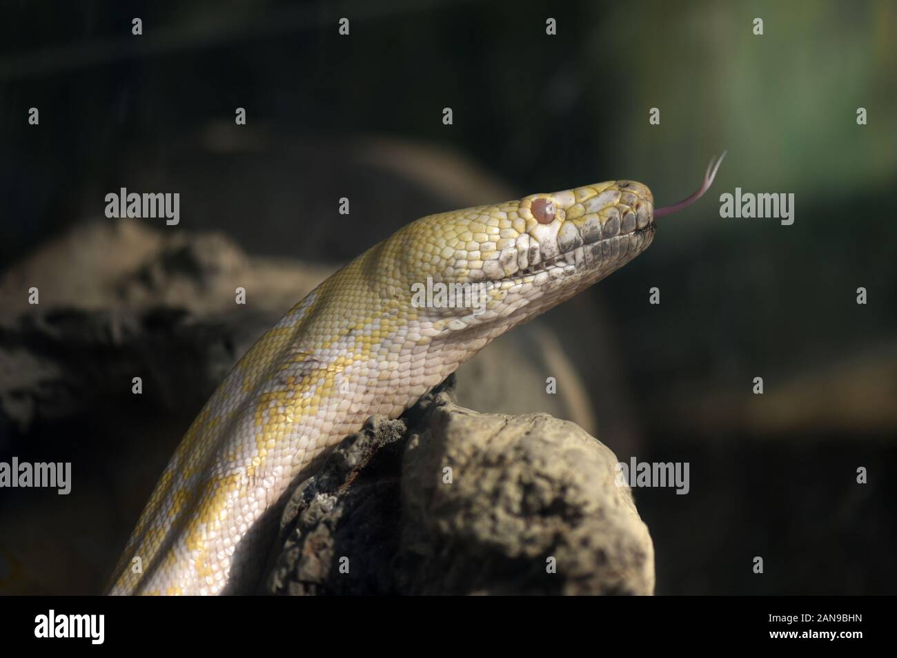 Python 2020 hi-res stock photography and images - Alamy