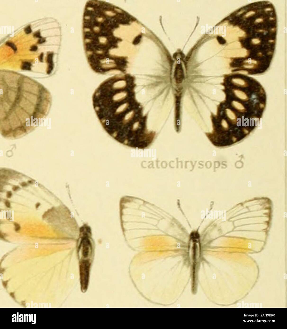 Die Gross-Schmetterlinge der Erde : eine systematische Bearbeitung der ...