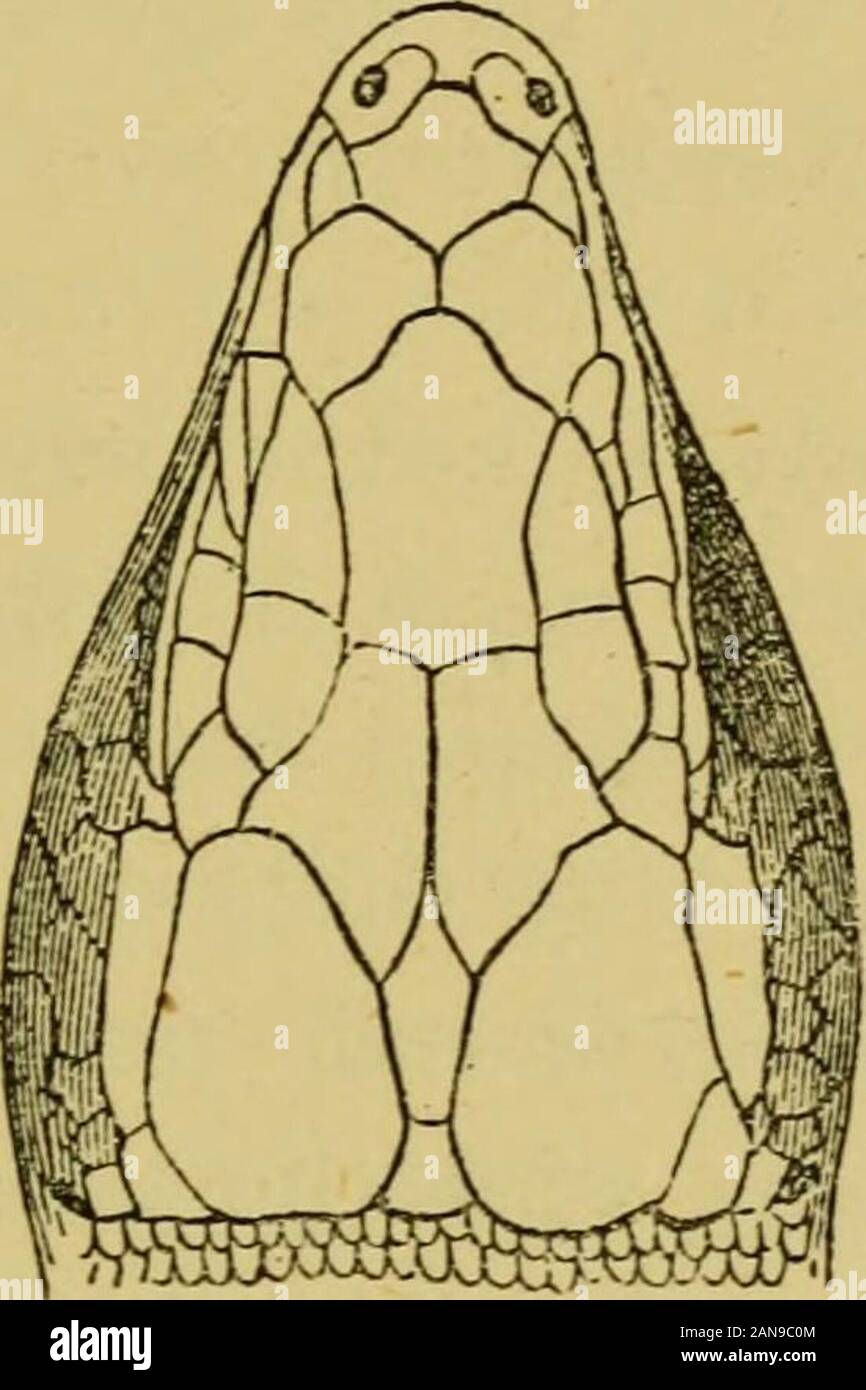 Hexagonal scales hi-res stock photography and images - Alamy