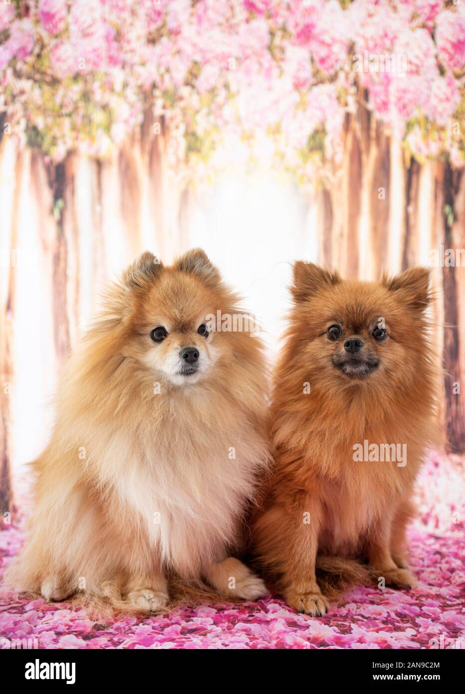 young pomeranians in front of spring background Stock Photo - Alamy