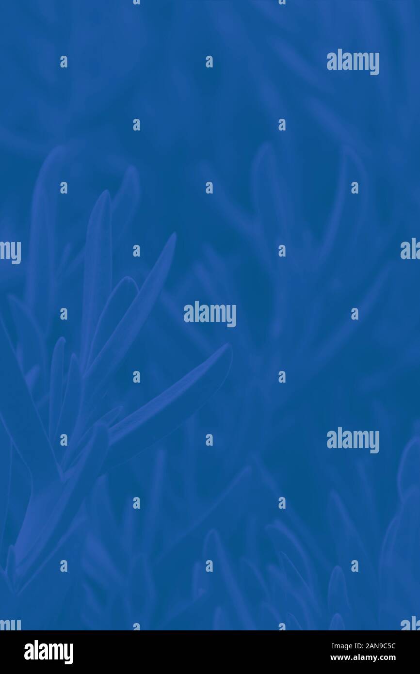 Abstract gradient classic blue background with succulent plant pattern ...