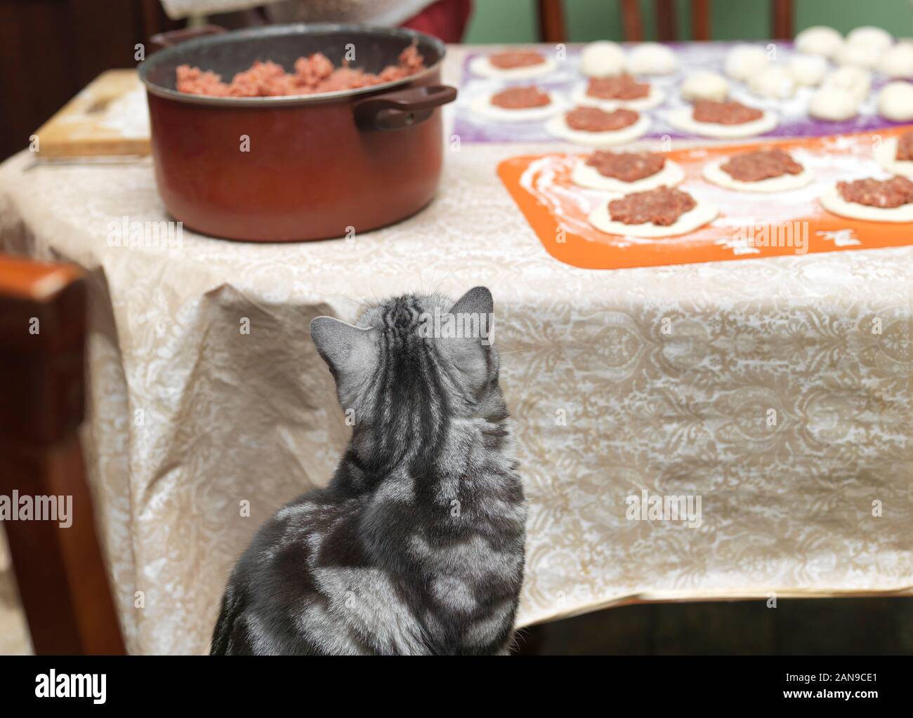 A cat sitting next to a table with food, indoor cropped shot Stock ...