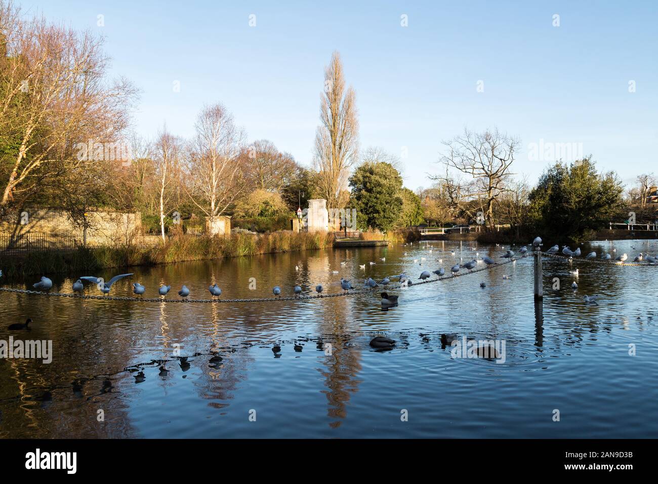 Carshalton Ponds Stock Photos & Carshalton Ponds Stock Images - Alamy