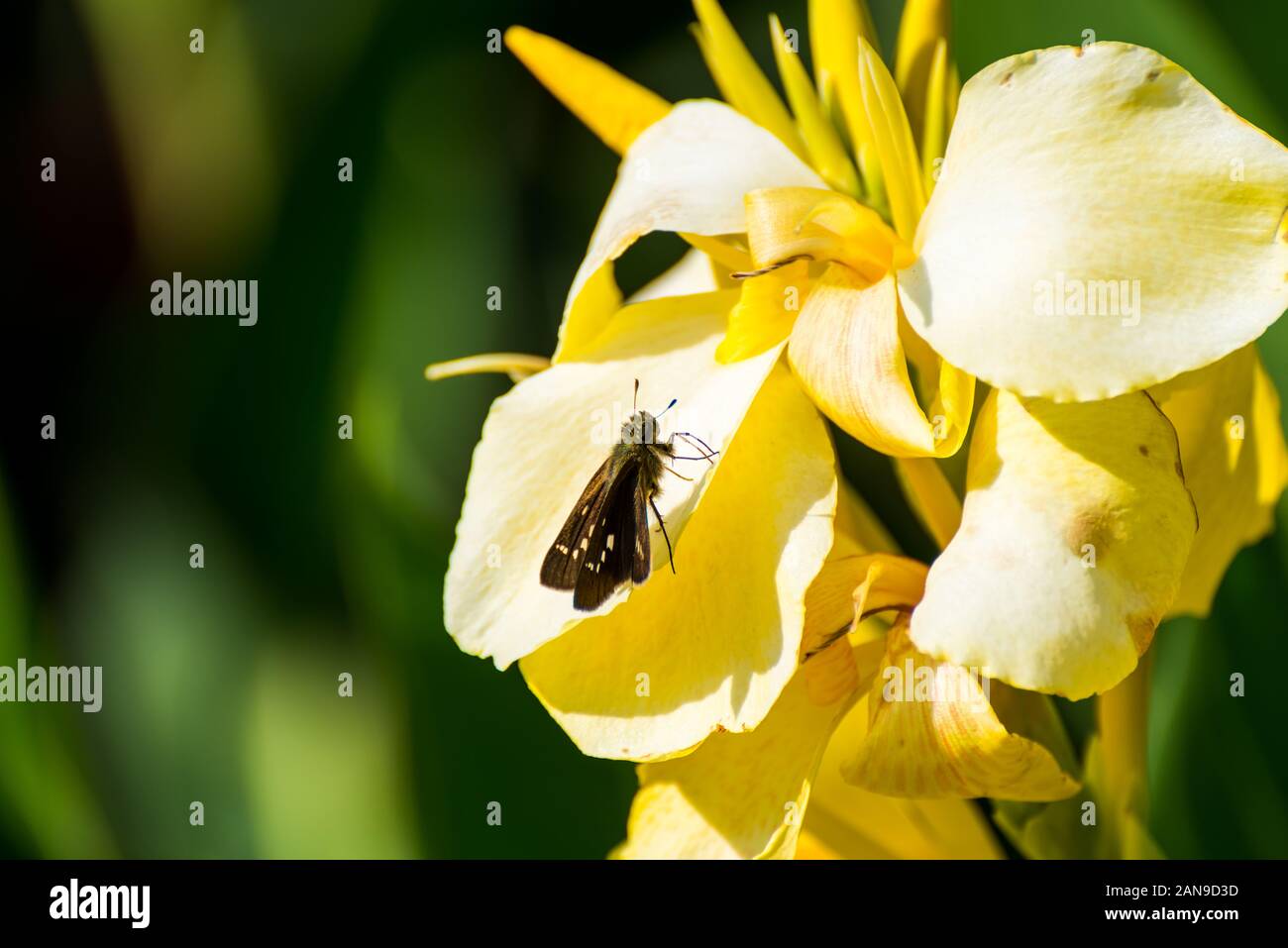 A butterfly on the Yellow canna indica, commonly known as Indian shot ...